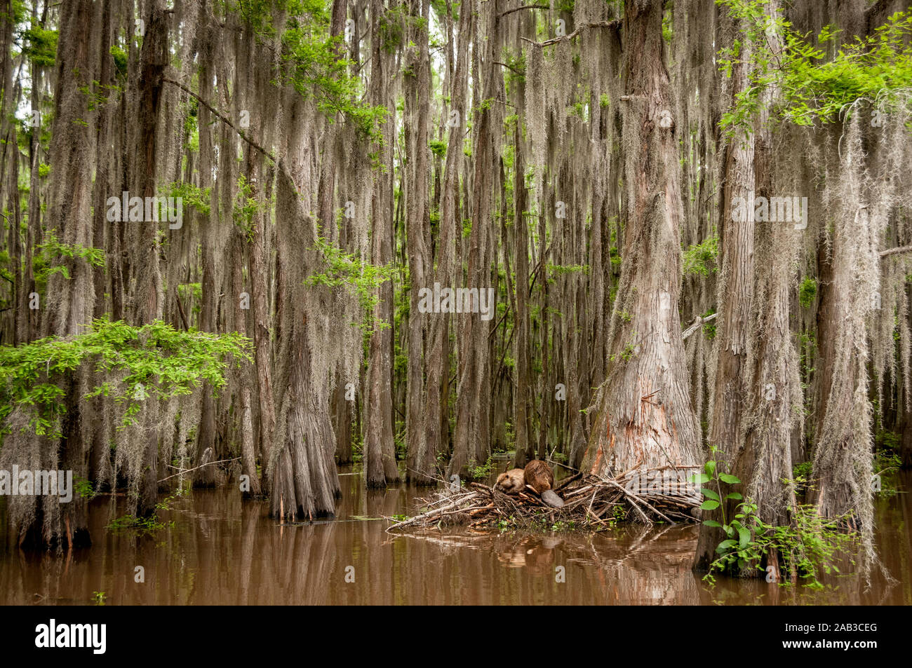 Female Beaver High Resolution Stock Photography and Images - Alamy