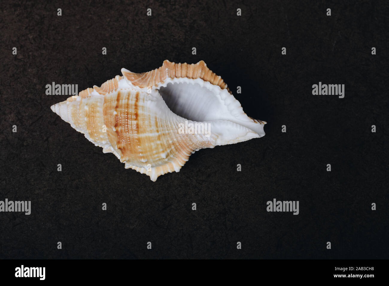 Natural seashell macro texture. Seashells background texture Stock ...