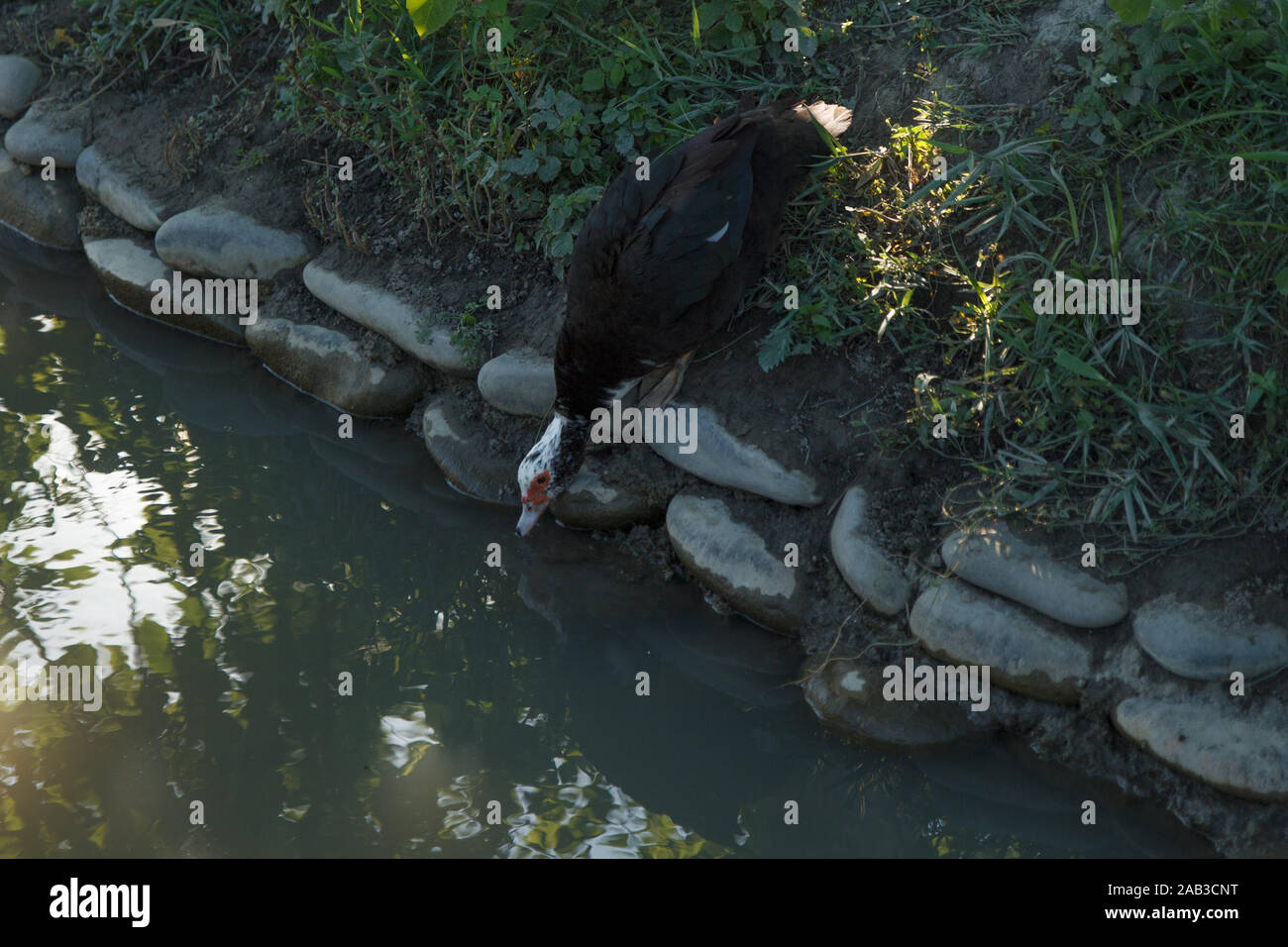 Duck drinking water in river. Poultry farm. Rural life Stock Photo - Alamy