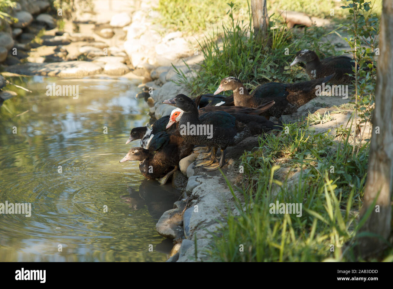 Ducks coming into the river. Swimming ducks. Poultry farm. Rural life ...