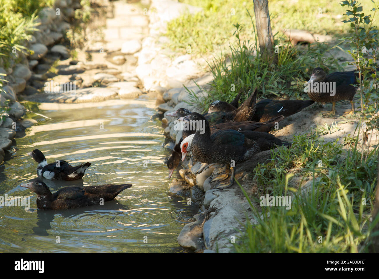 Ducks coming into the river. Swimming ducks. Poultry farm. Rural life ...