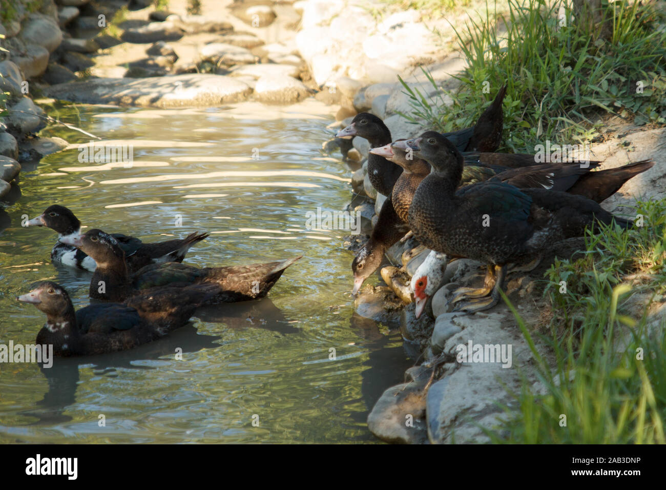 Ducks coming into the river. Swimming ducks. Poultry farm. Rural life ...