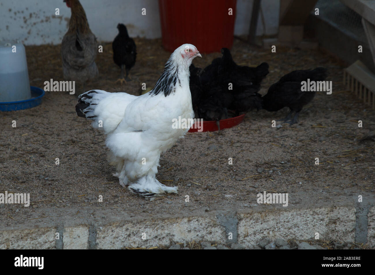 White australorp chicken in the poultry farm. Rural life Stock Photo ...
