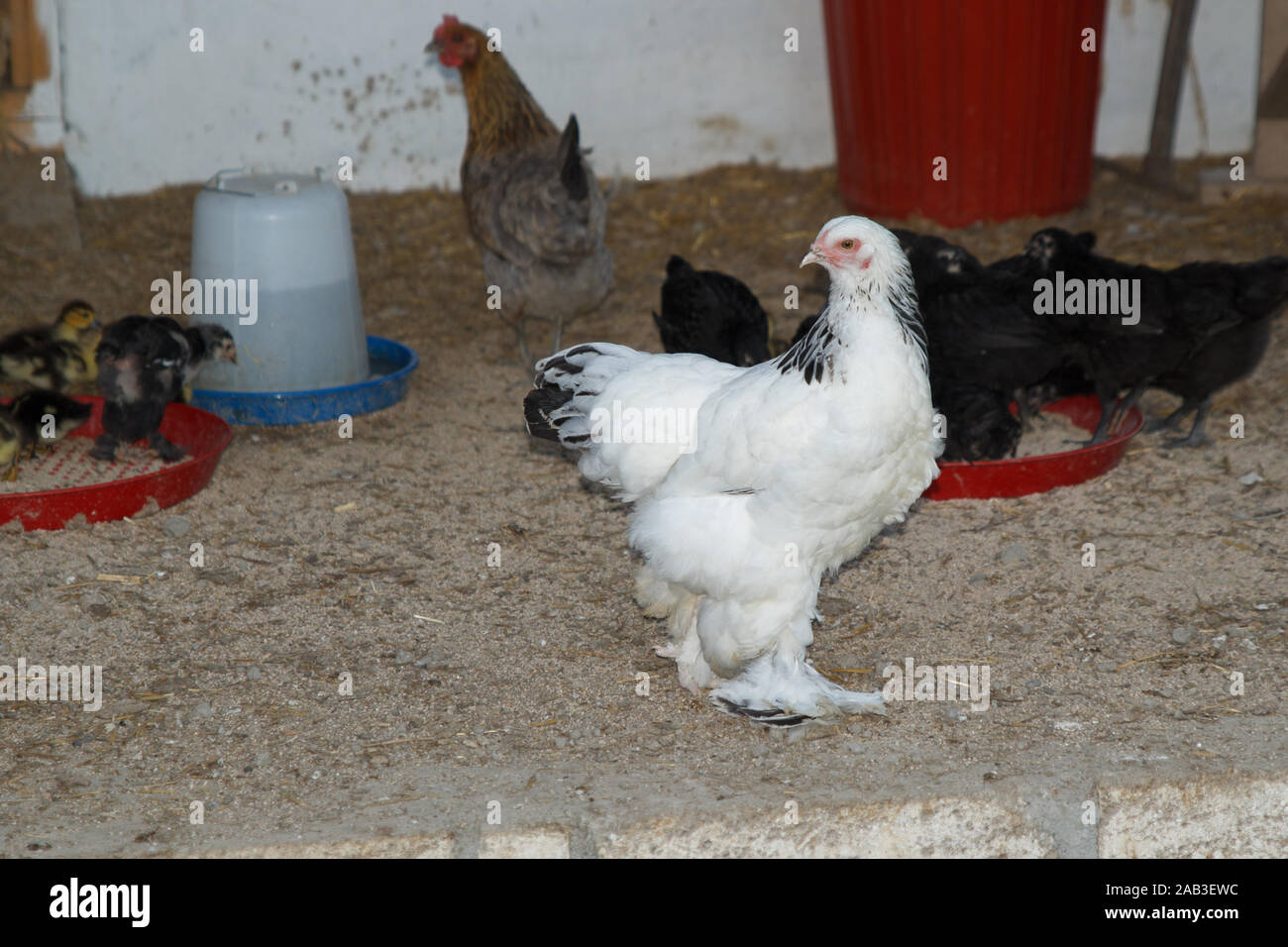 White australorp chicken in the poultry farm. Rural life Stock Photo ...