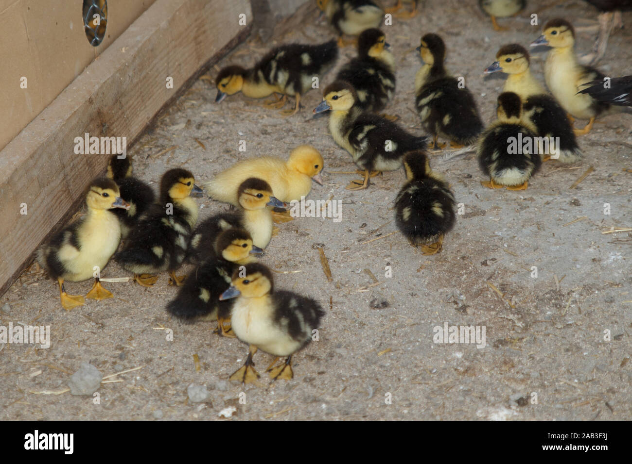 Ducklings in summer hi-res stock photography and images - Alamy