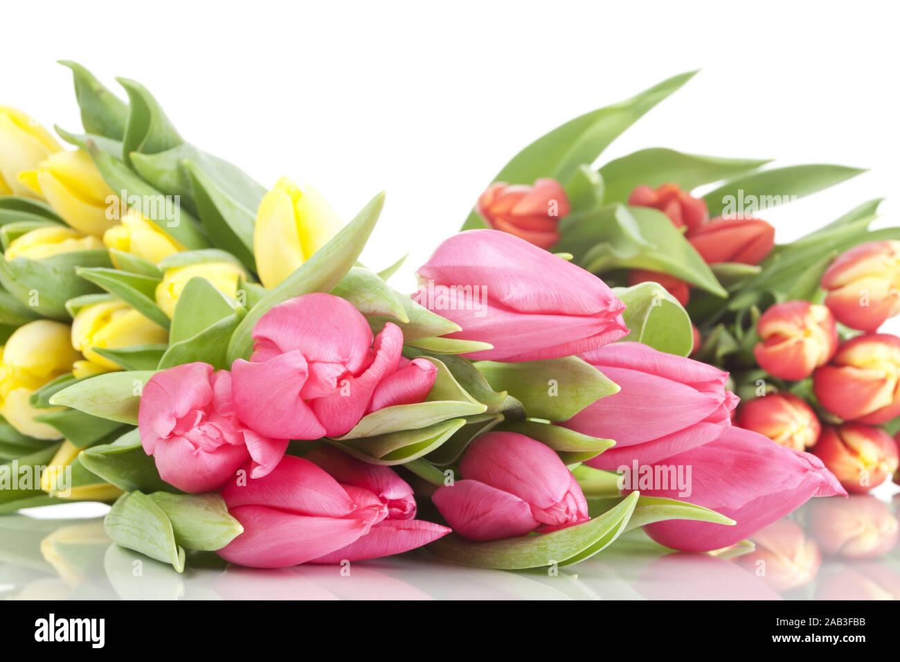 Natur tulpen hi-res stock photography and images - Alamy