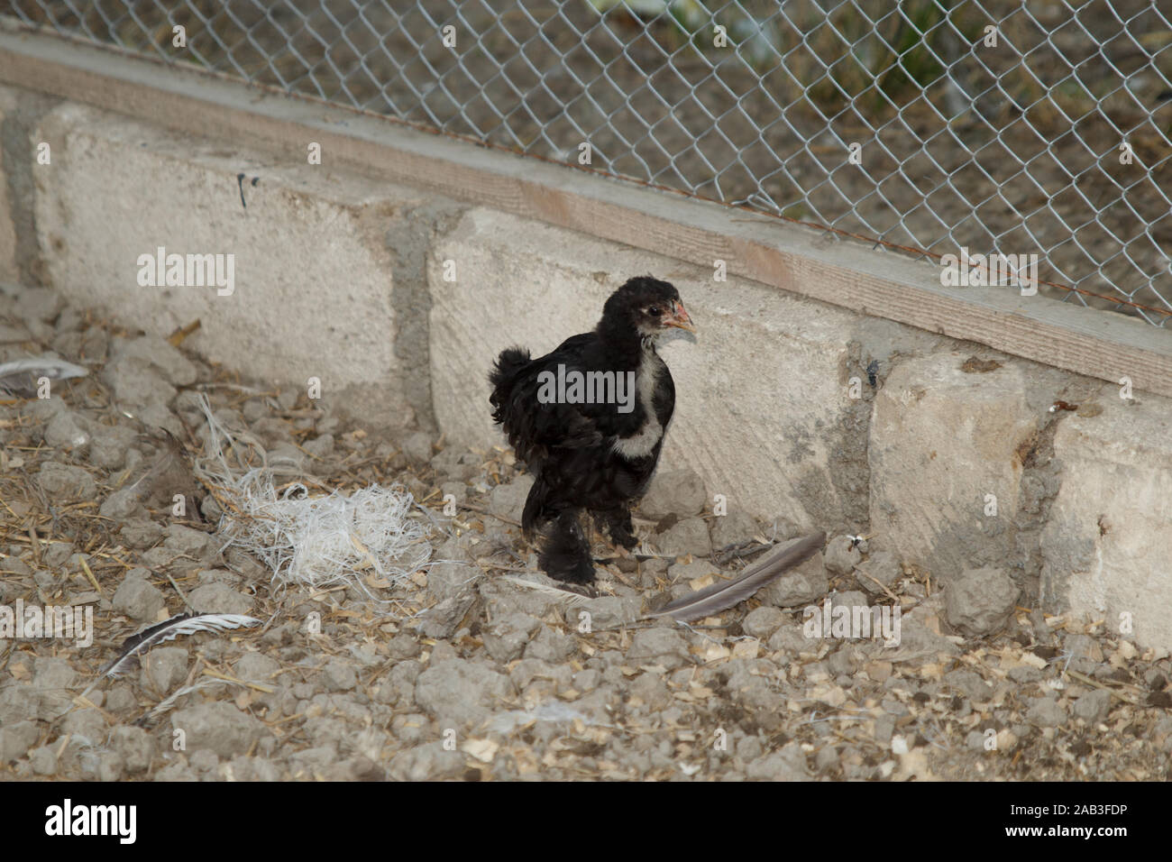 Black australorp chicken in the poultry farm Stock Photo - Alamy