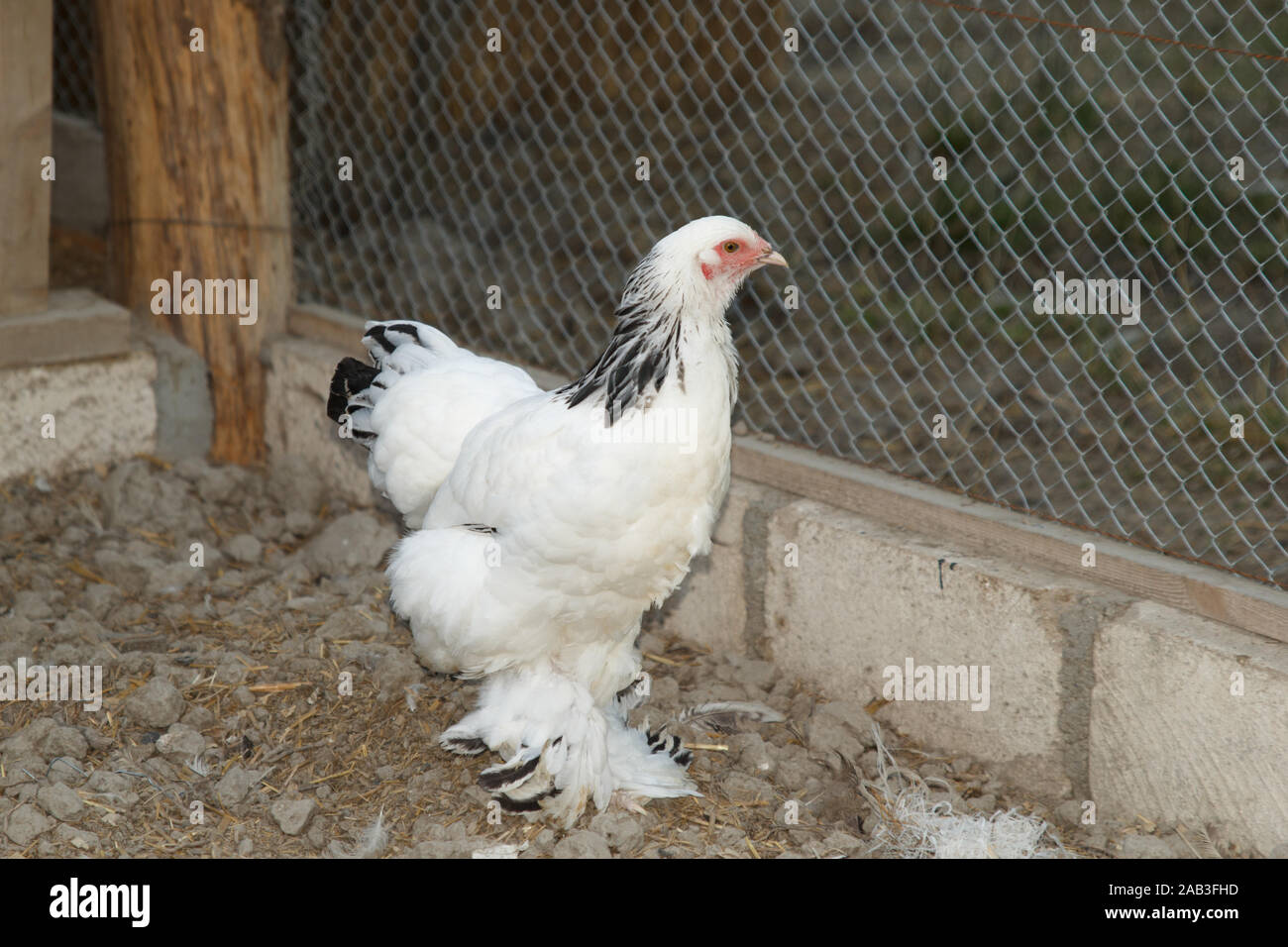 White australorp chicken in the poultry farm. Rural life Stock Photo ...