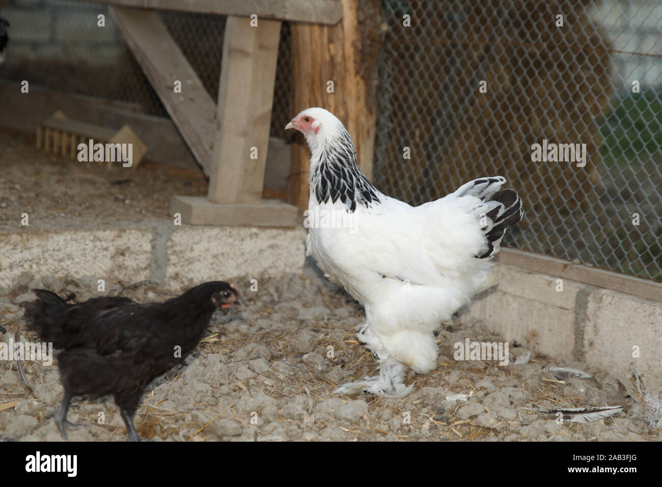 White australorp chicken in the poultry farm. Rural life Stock Photo ...
