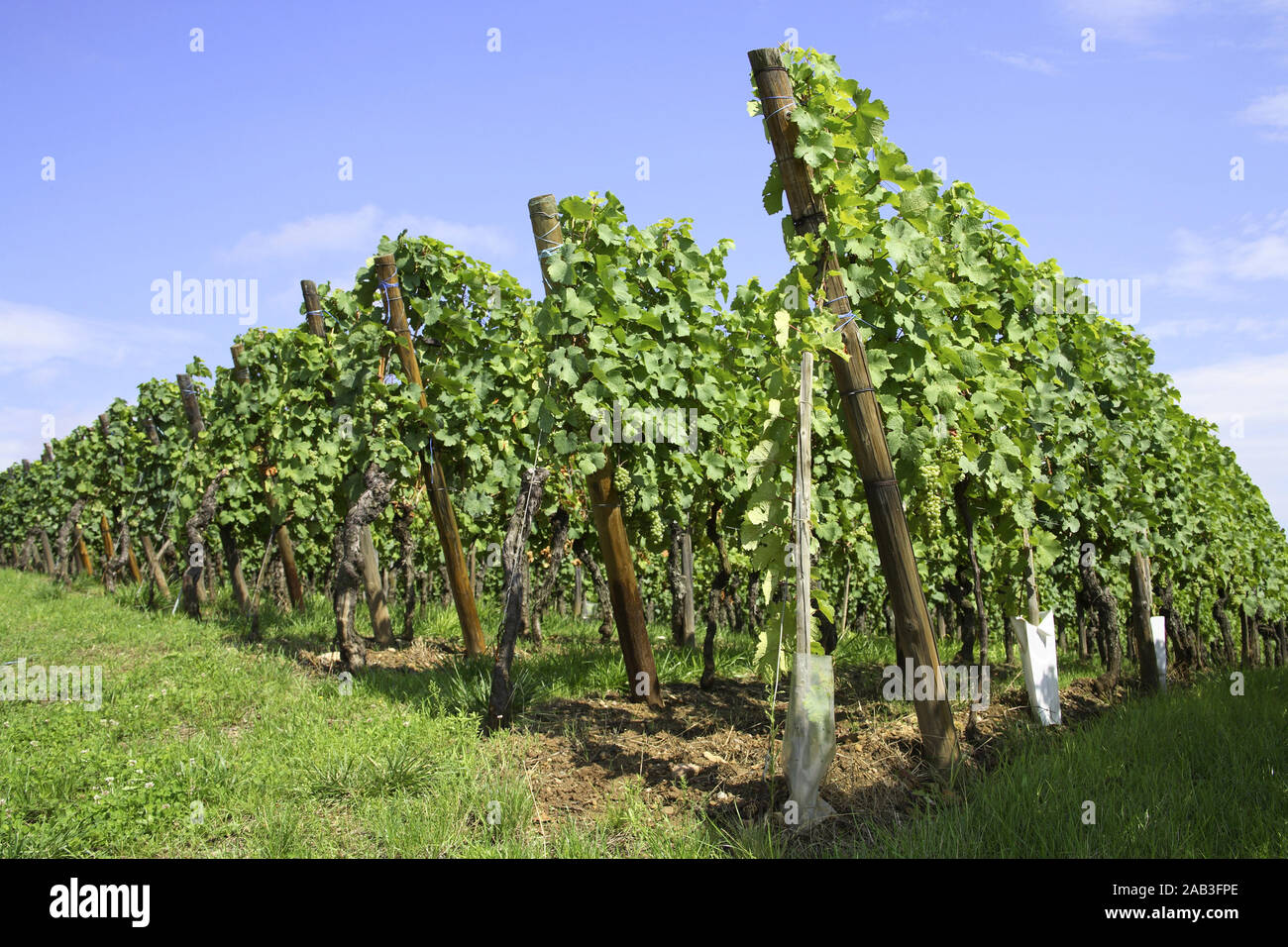 Weinberg im Elsass Stock Photo - Alamy