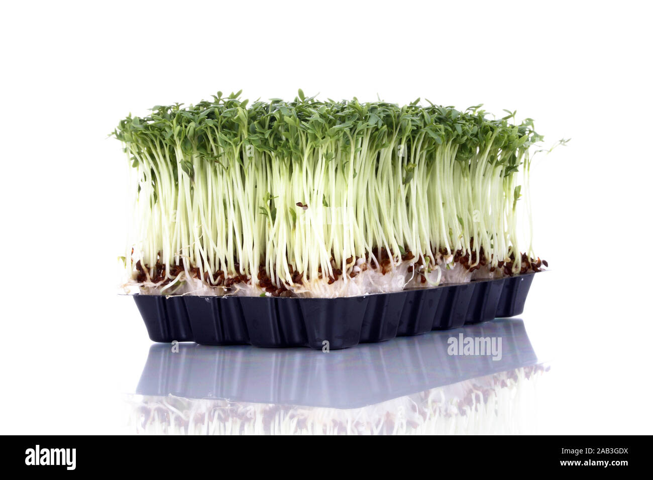 Garten kresse hi-res stock photography and images - Alamy