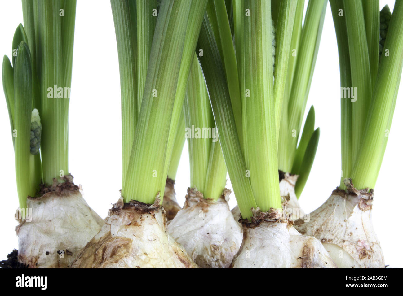 Knollen hi-res stock photography and images - Alamy