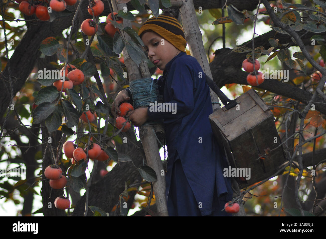 Persimmon, called Japanese Fruit, is a beautiful view of the gardens of ...