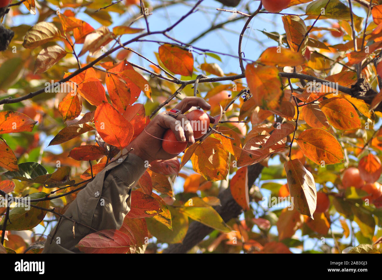 Persimmon, called Japanese Fruit, is a beautiful view of the gardens of ...