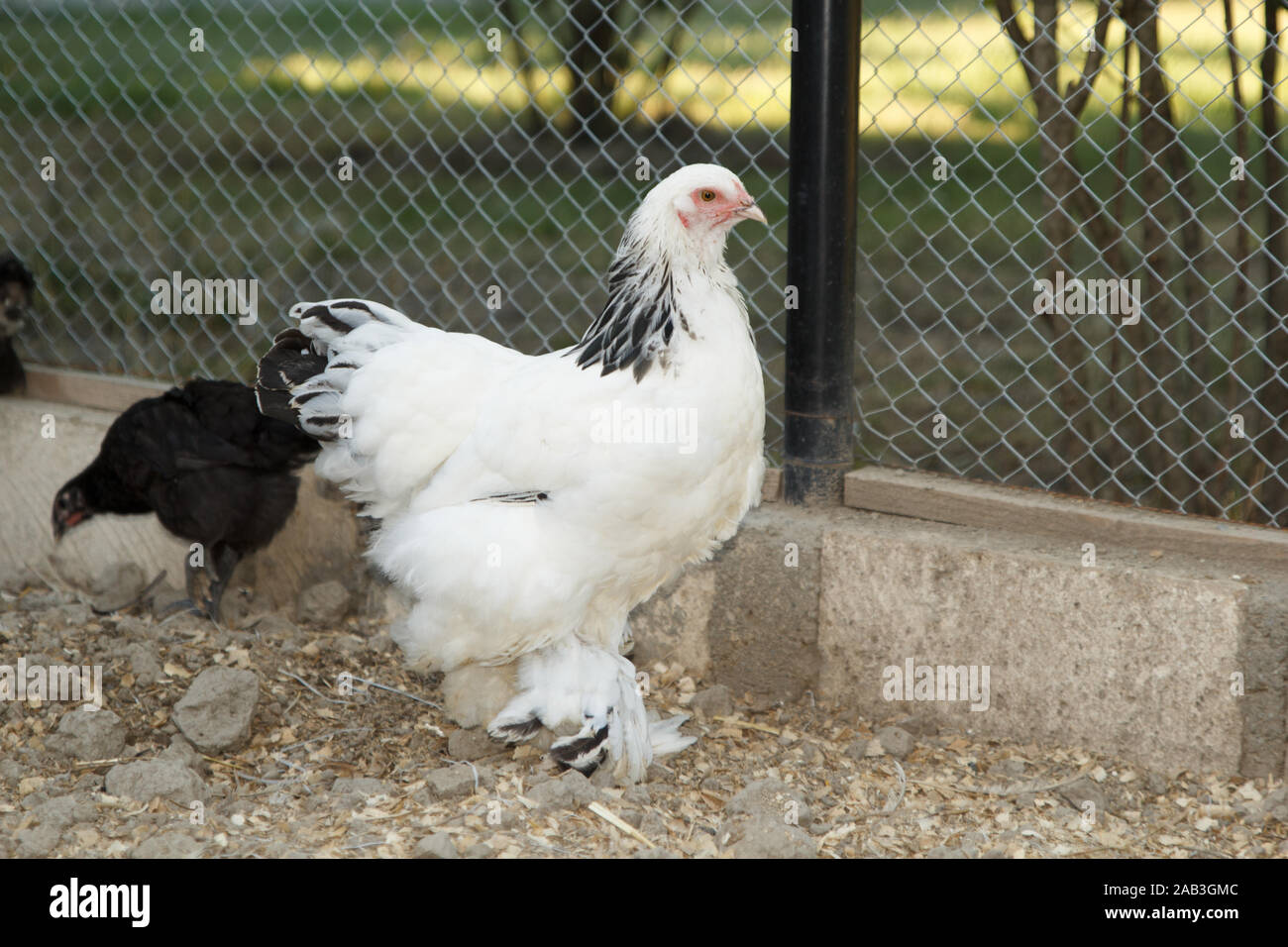 Chicken of the australorp breed in poultry farm. Rural life Stock Photo ...