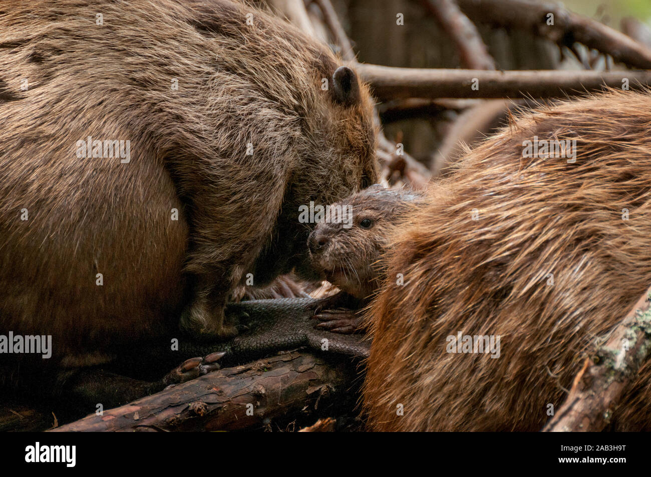 Baby animal beaver hi-res stock photography and images - Alamy