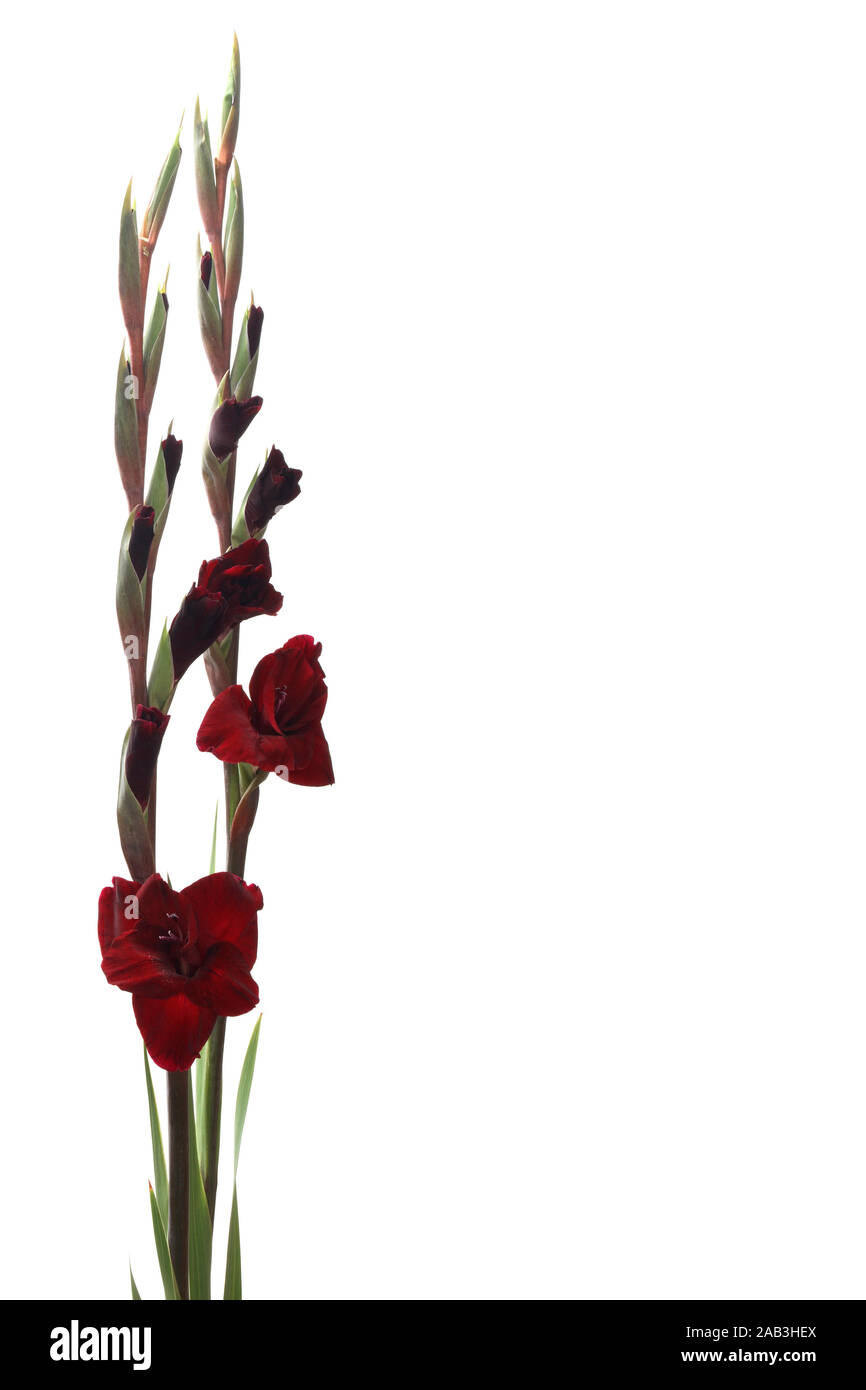 Gladiolen hi-res stock photography and images - Alamy