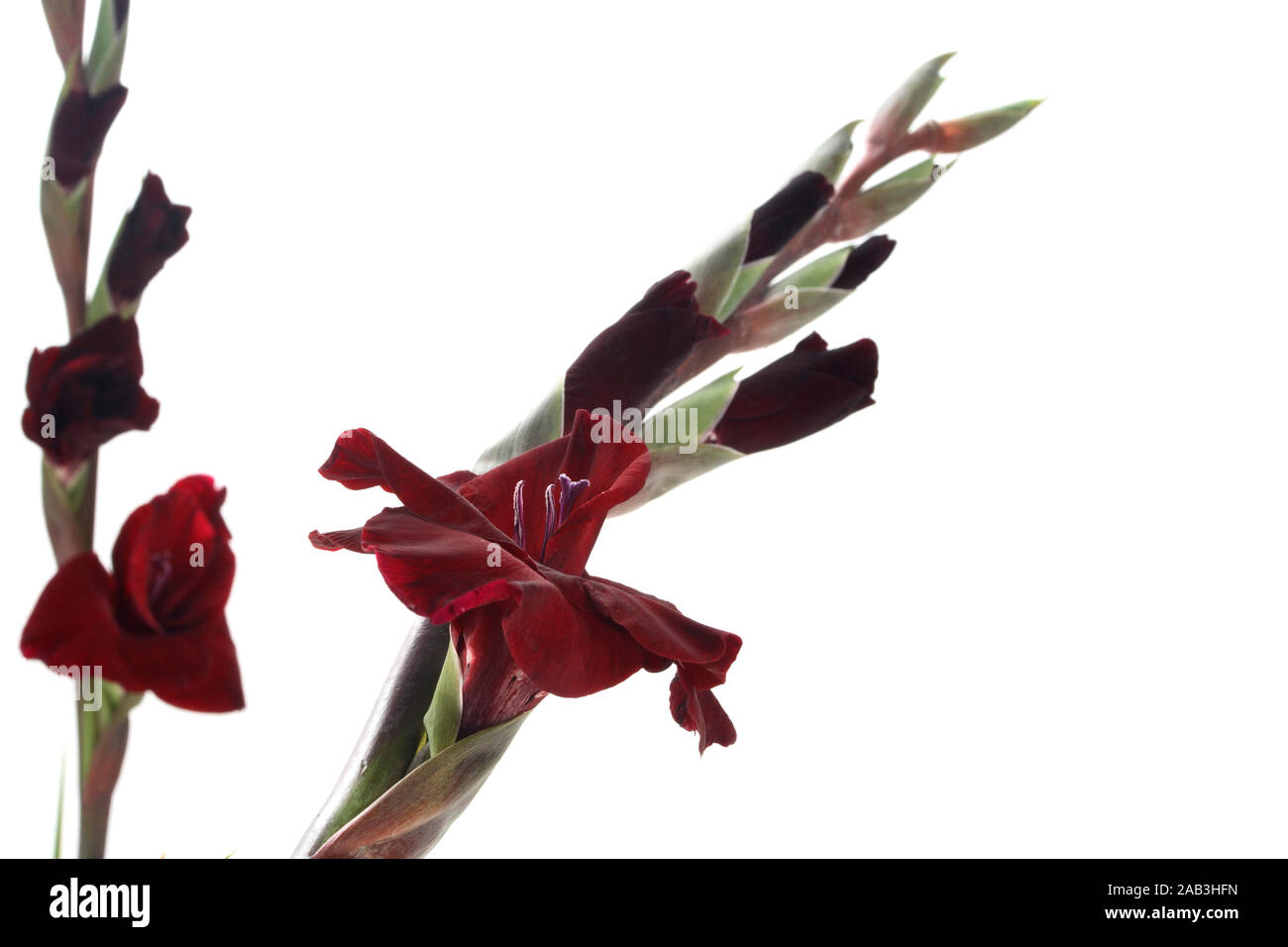 Gladiolen hi-res stock photography and images - Alamy