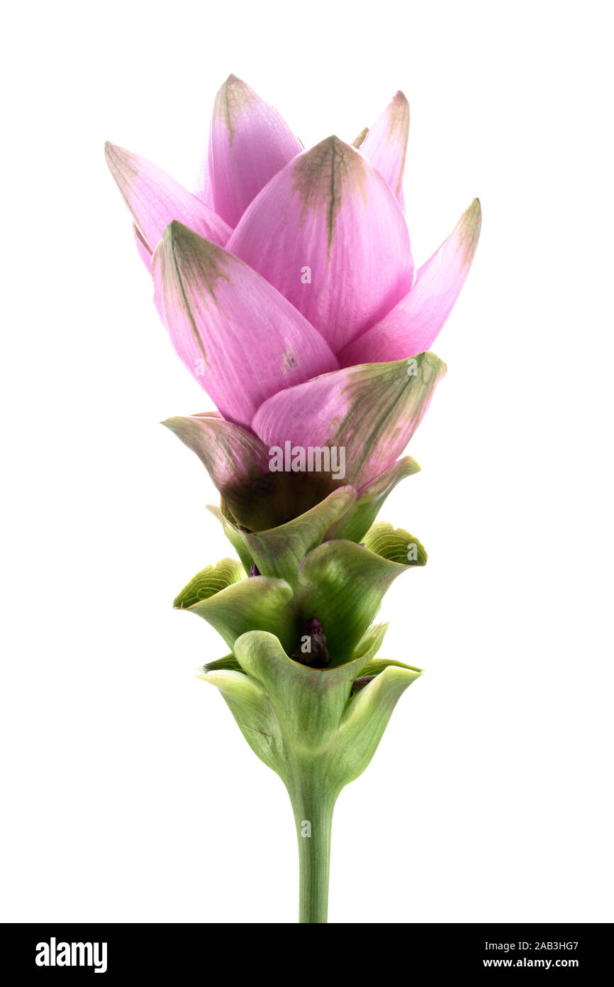 Kurkuma hi-res stock photography and images - Alamy