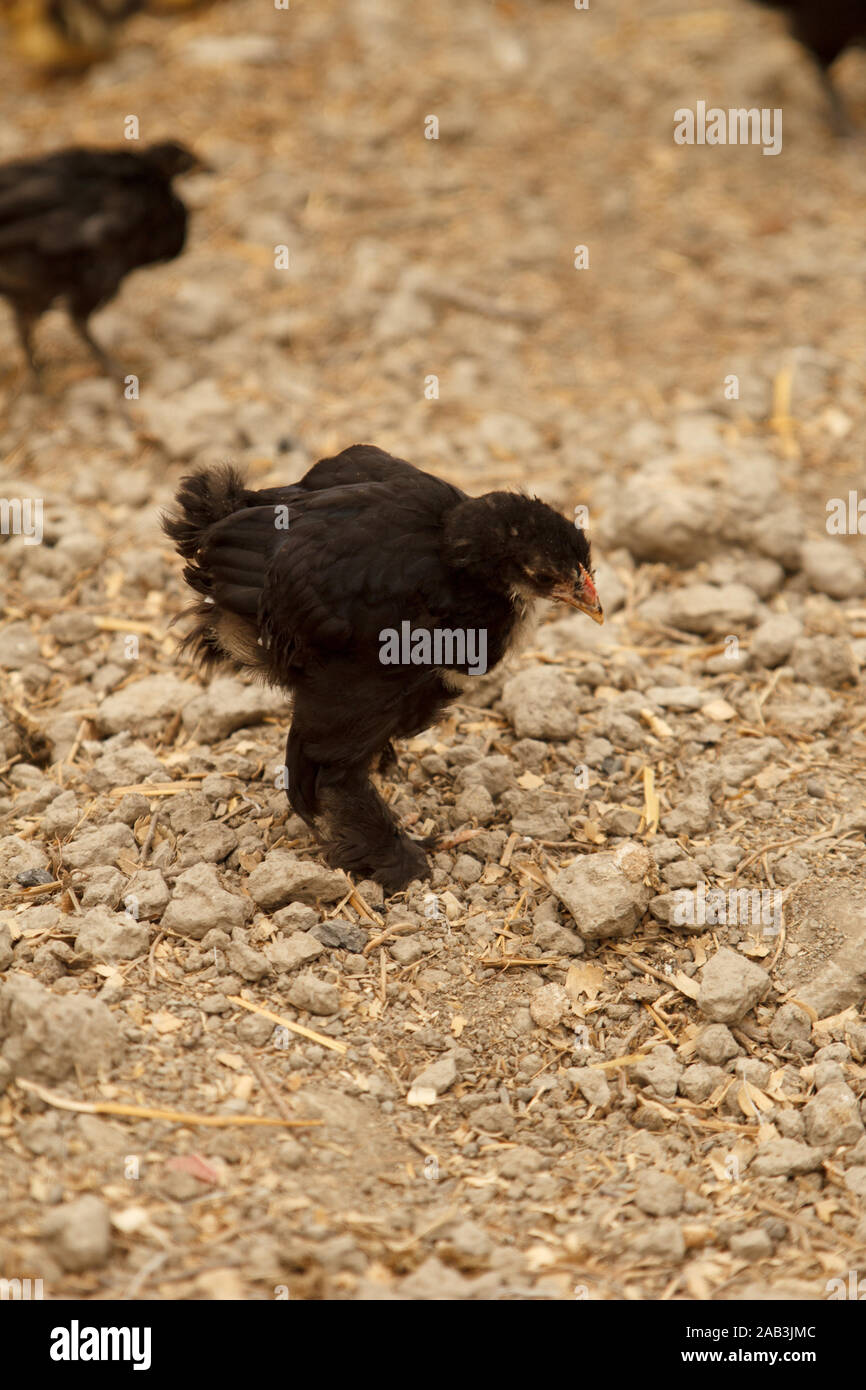 Black australorp chicken in the poultry farm. Rural life Stock Photo ...