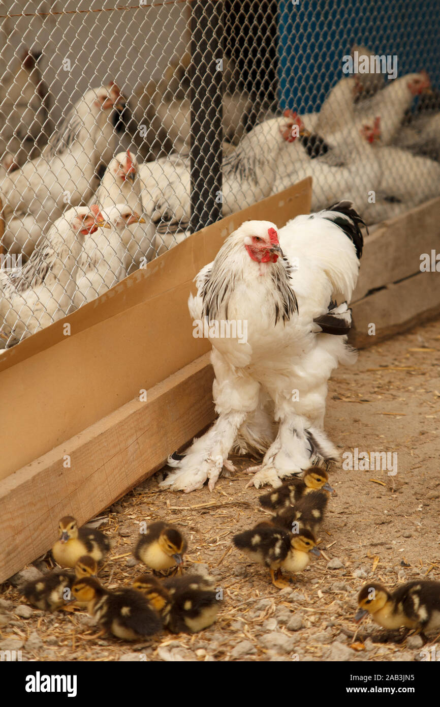 Australorp chicken in the poultry farm. Rural life Stock Photo - Alamy