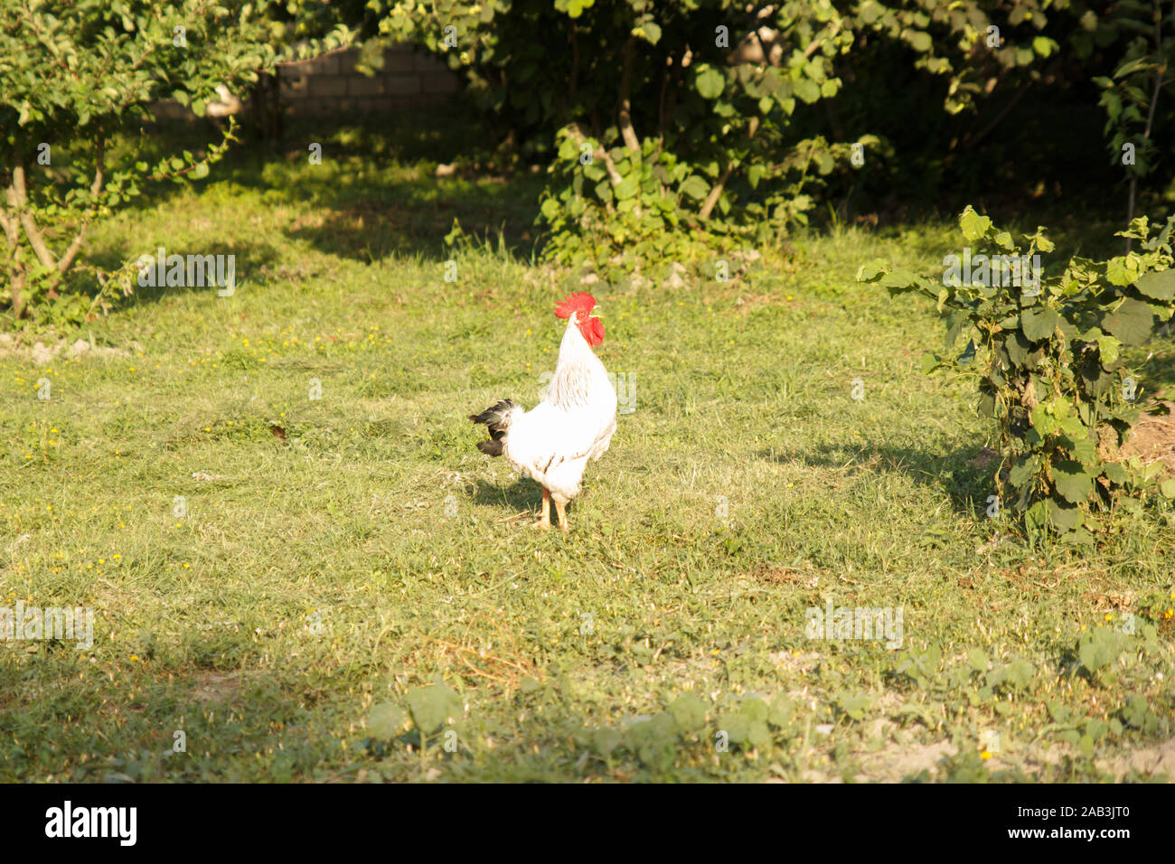 White rooster crowing on the meadow. Rural life. Poultry farming Stock ...