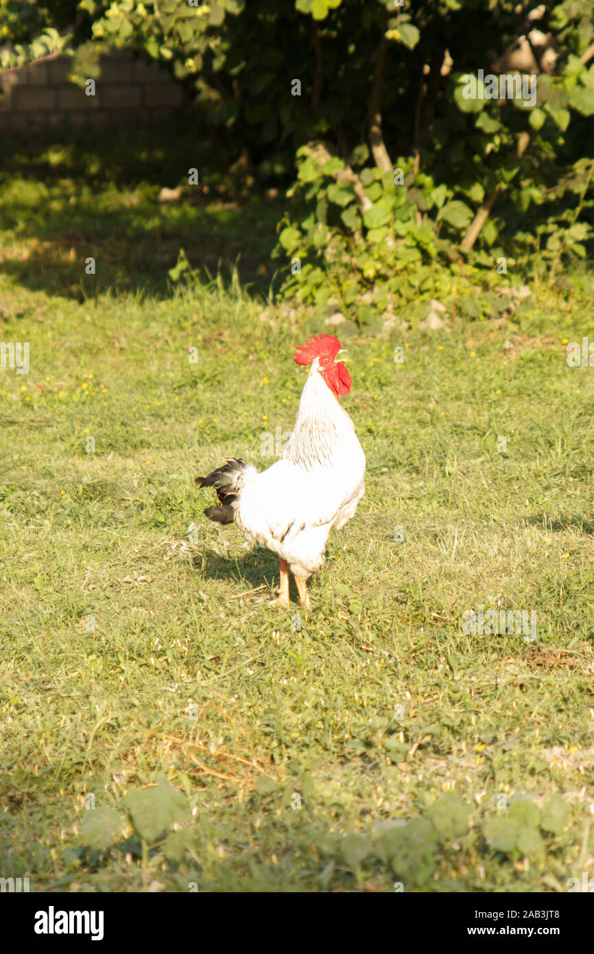 White rooster crowing on the meadow. Rural life. Poultry farming Stock ...
