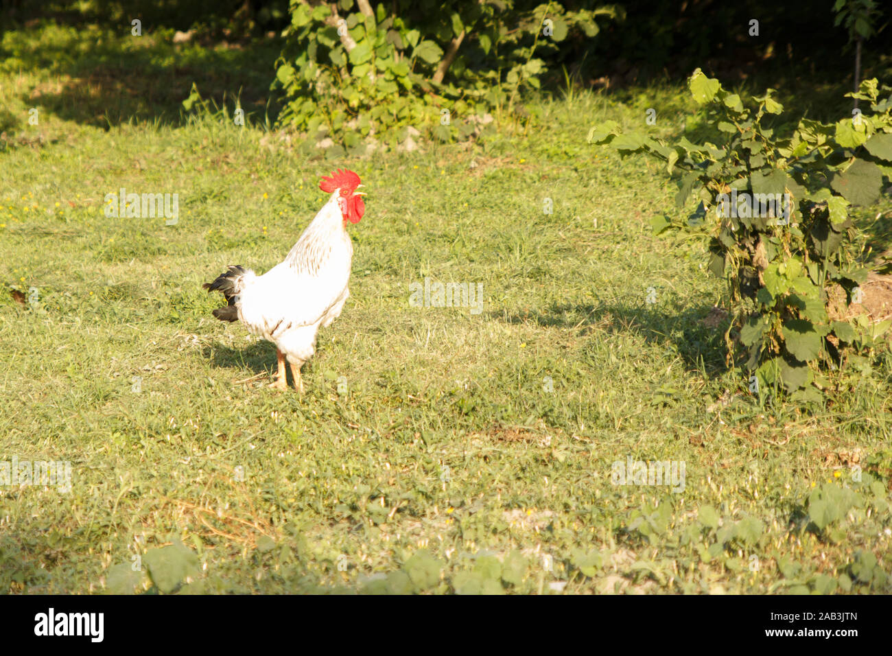 White rooster crowing on the meadow. Rural life. Poultry farming Stock ...