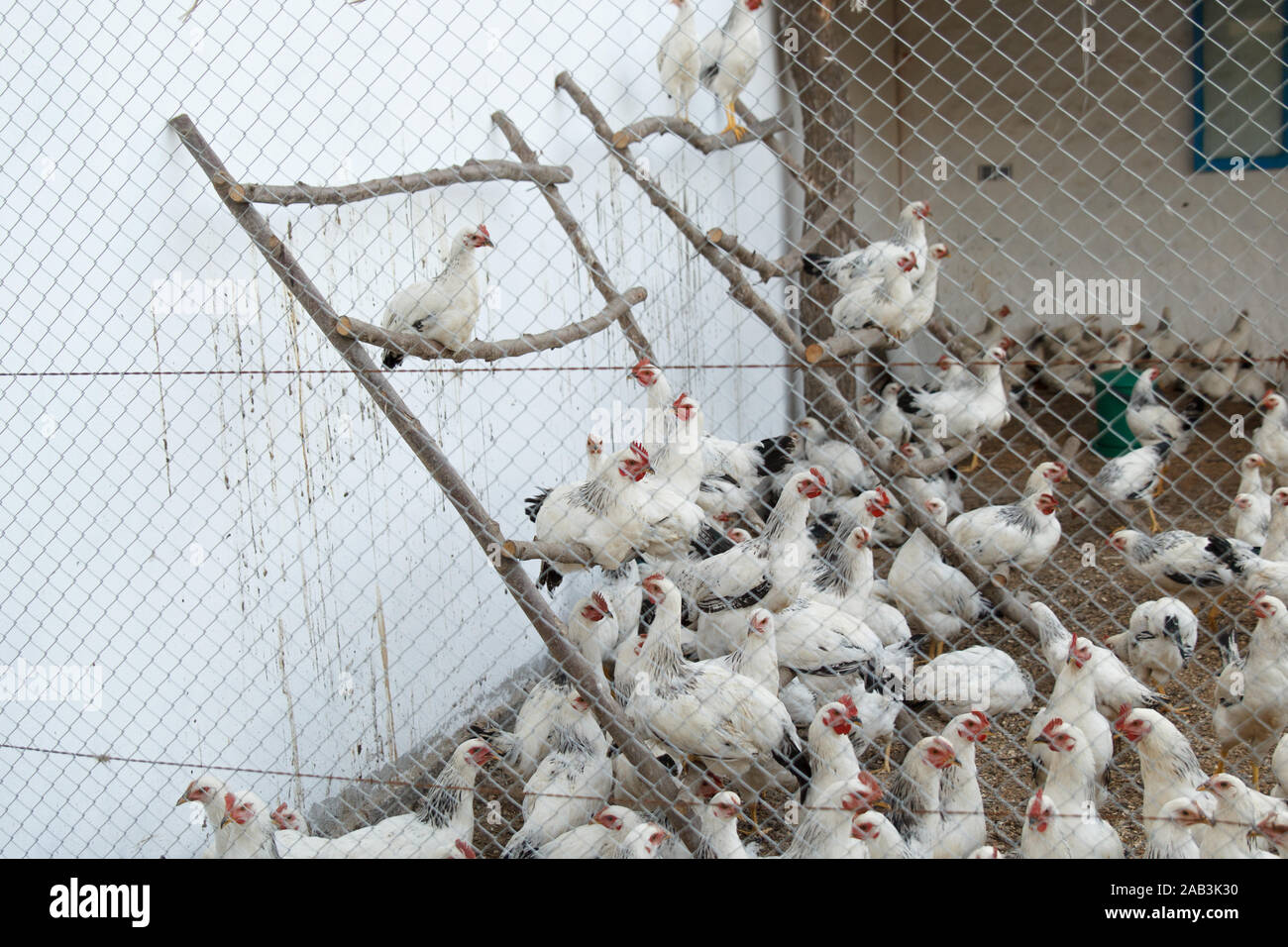 Lots of chickens in the poultry farm. Industry. Countryside lifestyle ...