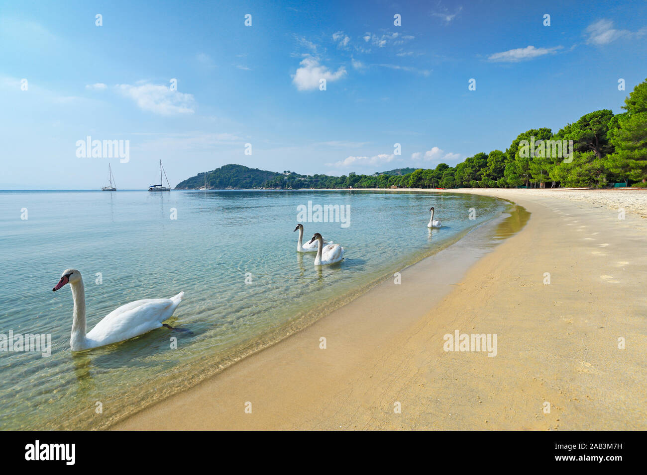 Swans at the beach Koukounaries of Skiathos island, Greece Stock Photo ...