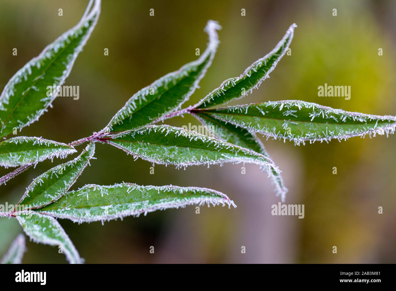 frozen dew skin with autumn leaves, natural and colorful Stock Photo ...