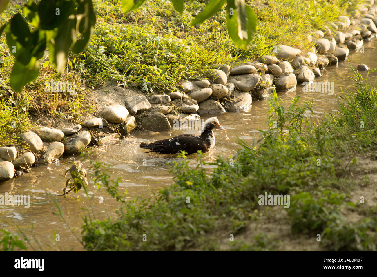 Duck bathing and swimming in river at sunny day. Poultry farming. Rural ...