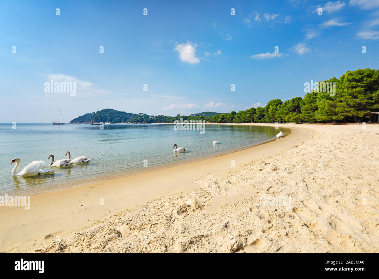 Swans at the beach Koukounaries of Skiathos island, Greece Stock Photo ...