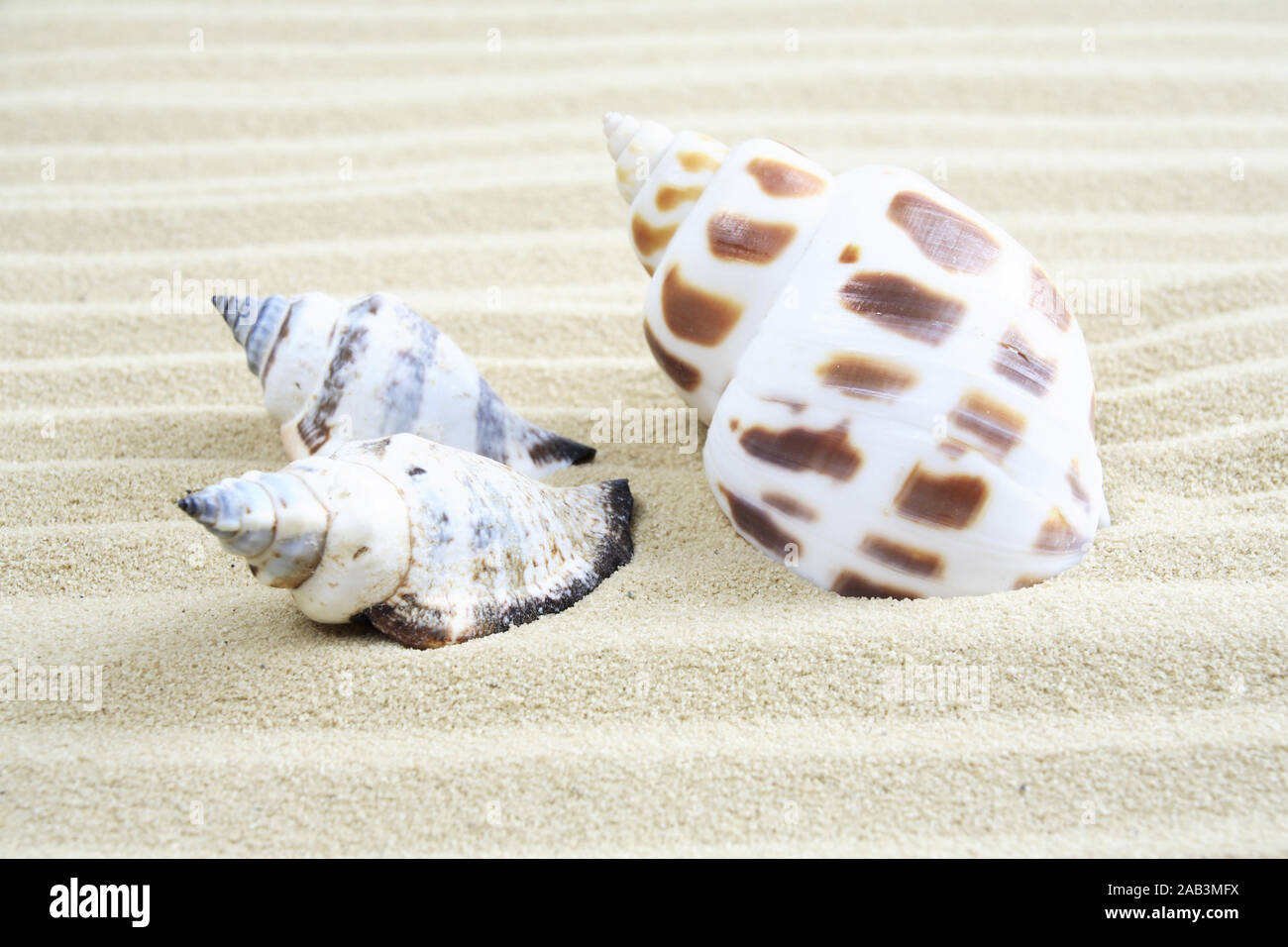 Salzwasser muschel hi-res stock photography and images - Alamy