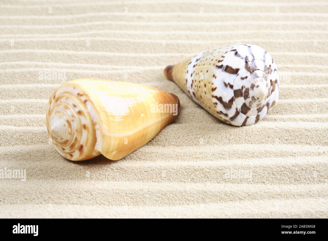 Salzwasser muschel hi-res stock photography and images - Alamy