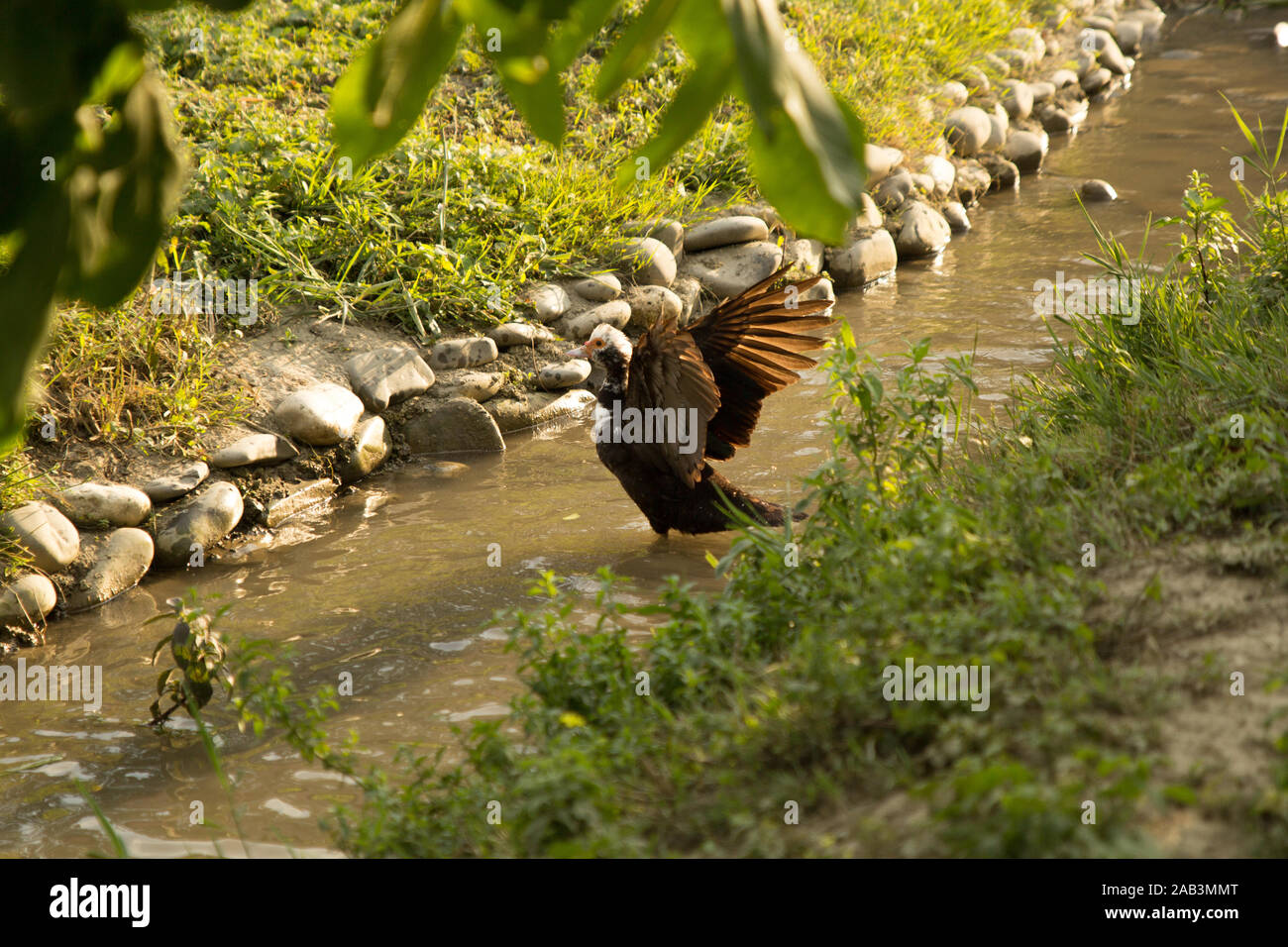 Duck with open wings flying out of water from river. Poultry farming ...