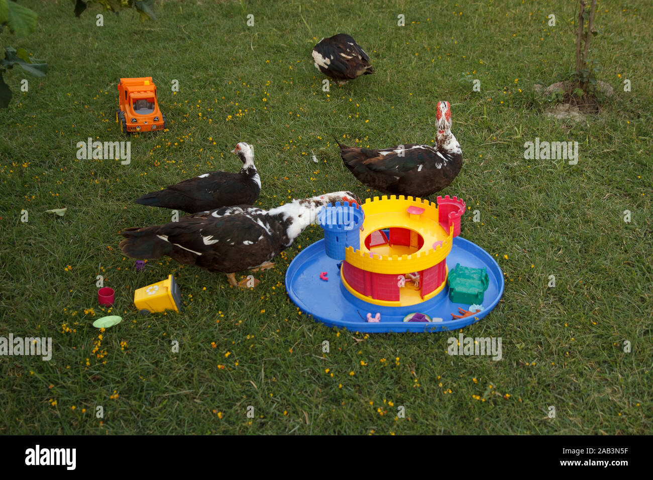 Toy on grass hi-res stock photography and images - Alamy