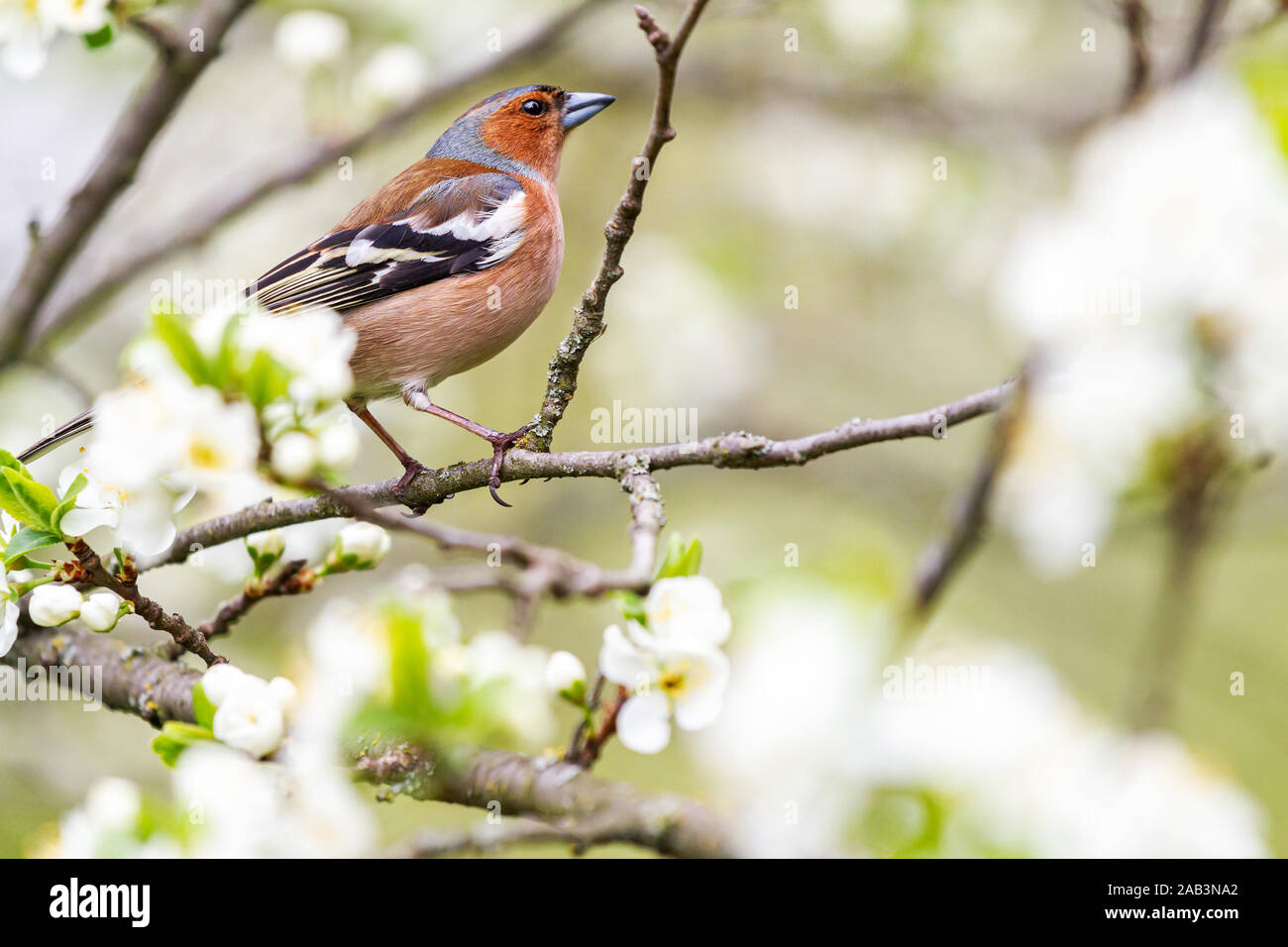 finch among spring flowers on a tree Stock Photo - Alamy