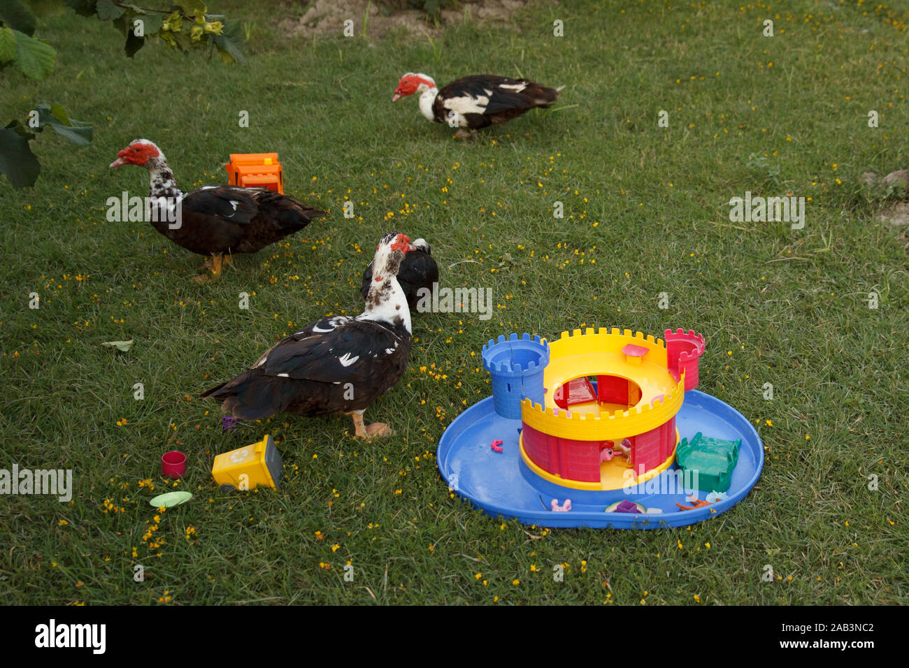 Some ducks and colorful bright plastic toys on green grass meadow ...
