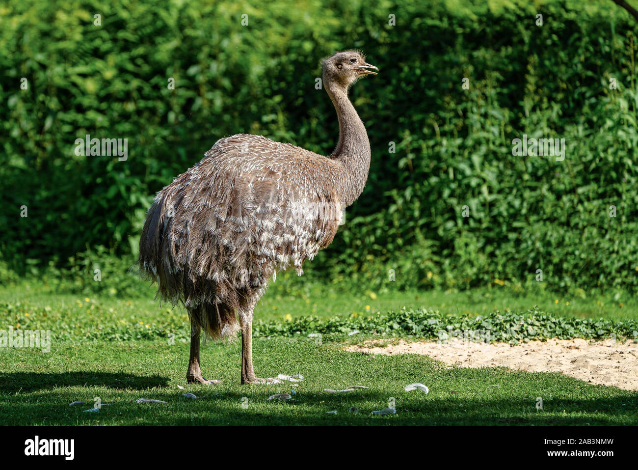 Darwin's rhea, Rhea pennata also known as the lesser rhea Stock Photo ...