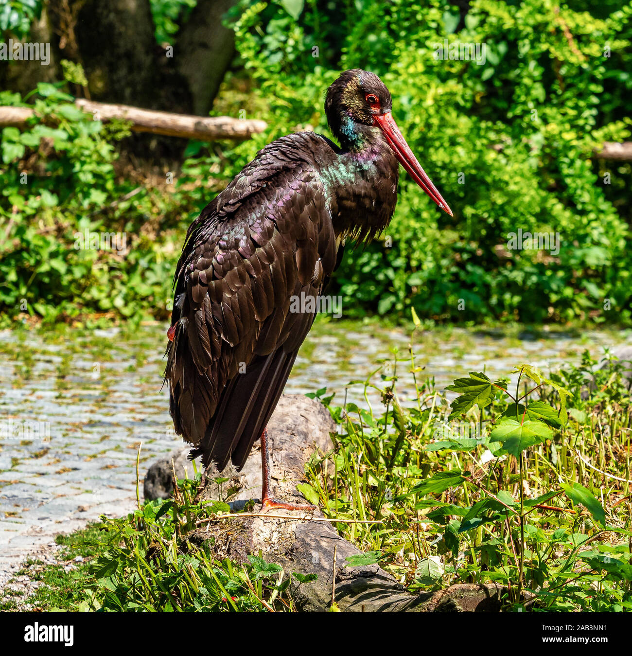 Black stork, Ciconia nigra in a german nature park Stock Photo - Alamy