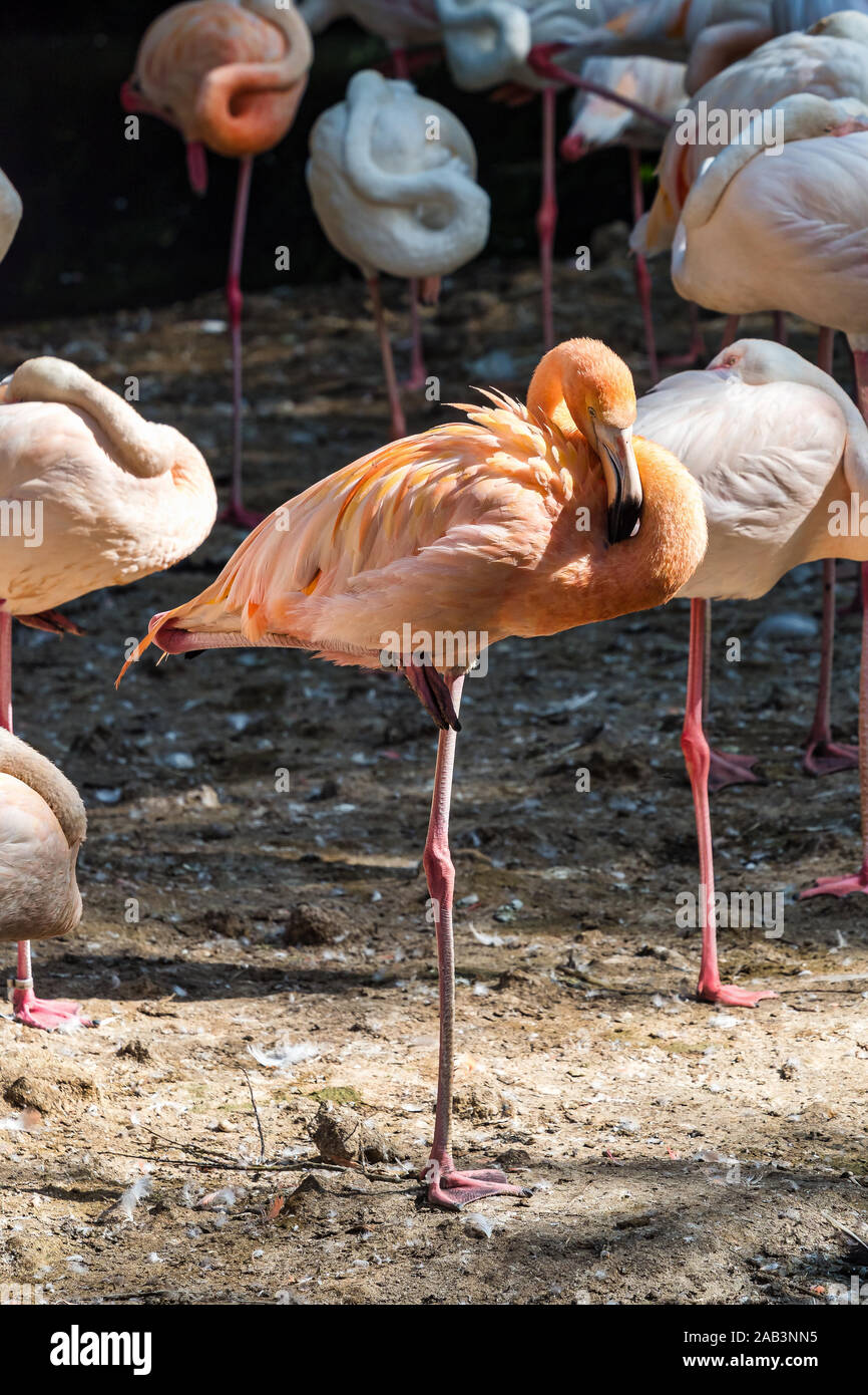 The American flamingo, Phoenicopterus ruber is a large species of ...