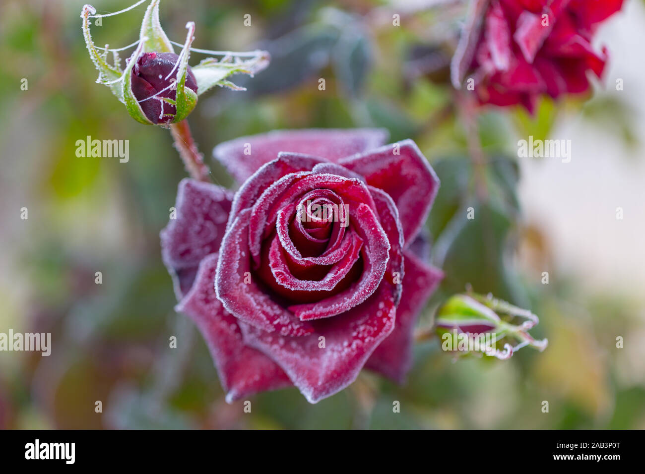Beautiful large morning dew hi-res stock photography and images - Alamy