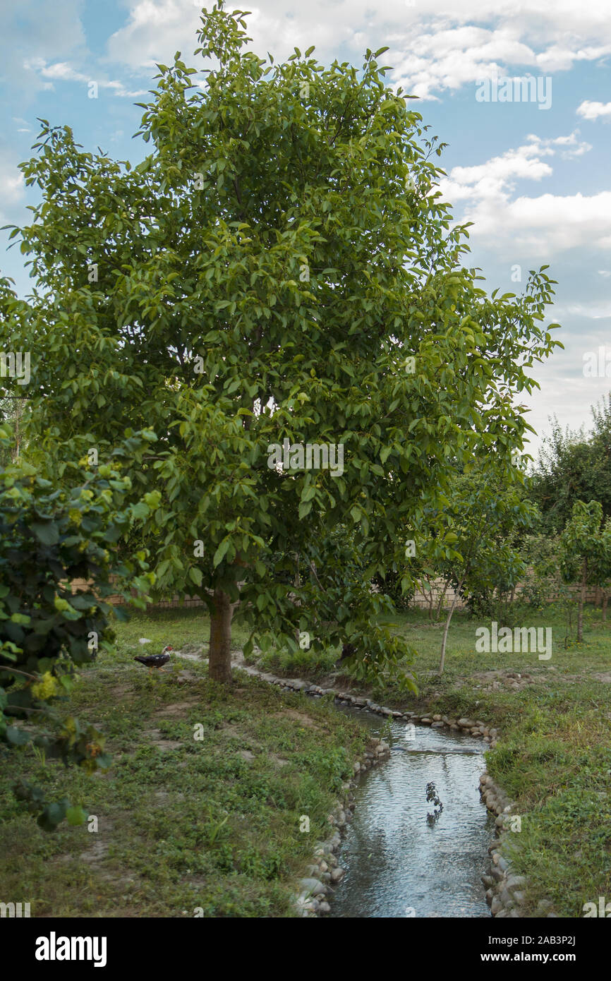 Duck flying under the tree by the river. Poultry farming. Slow living ...
