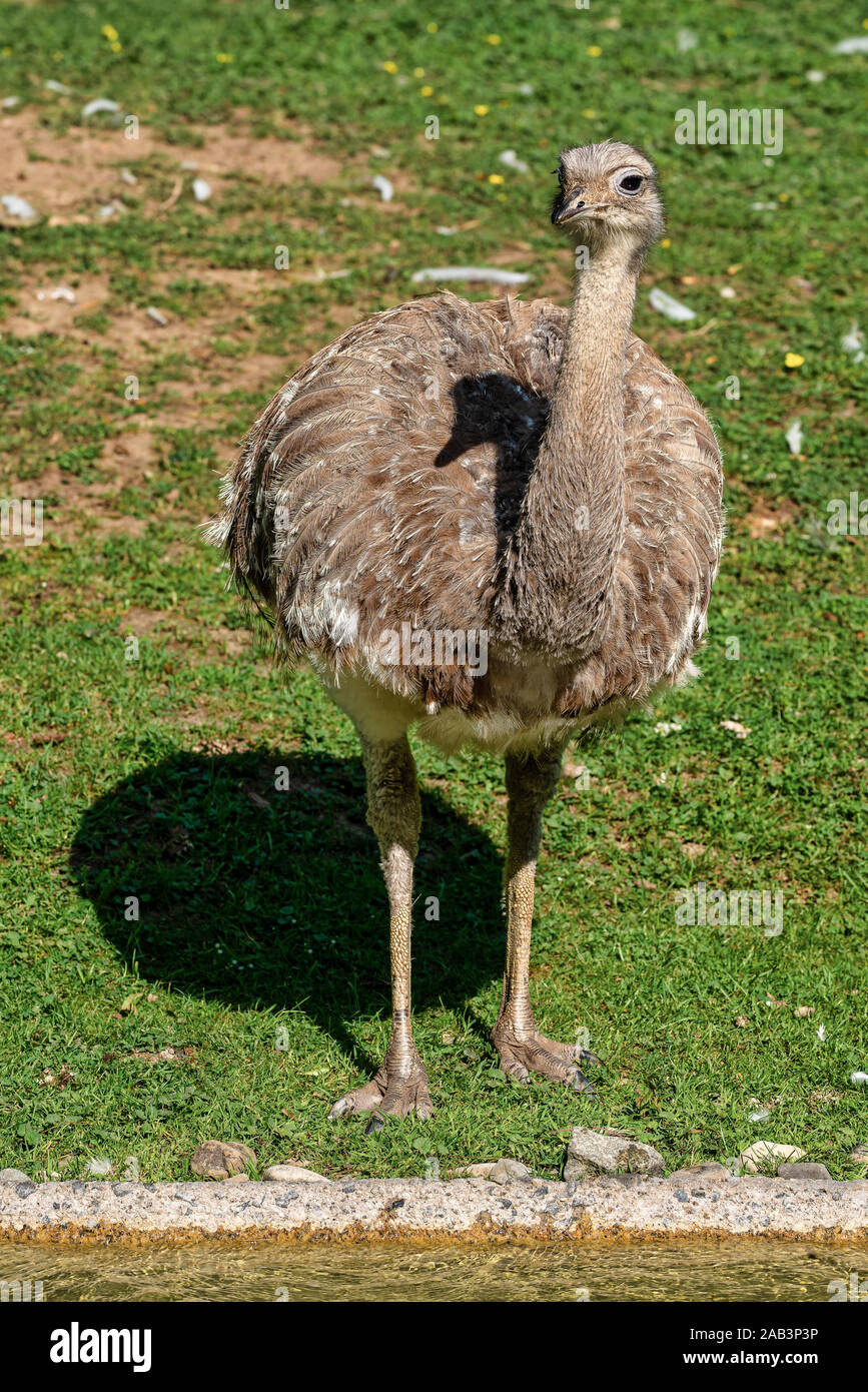 Darwin's rhea, Rhea pennata also known as the lesser rhea Stock Photo - Alamy