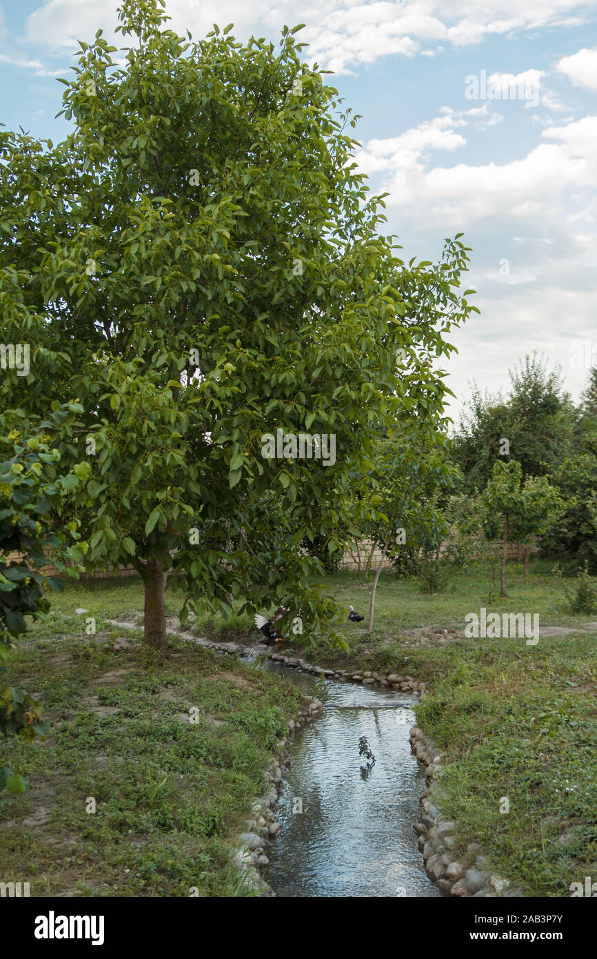 Duck under the big green tree by the river in the garden. Poultry ...