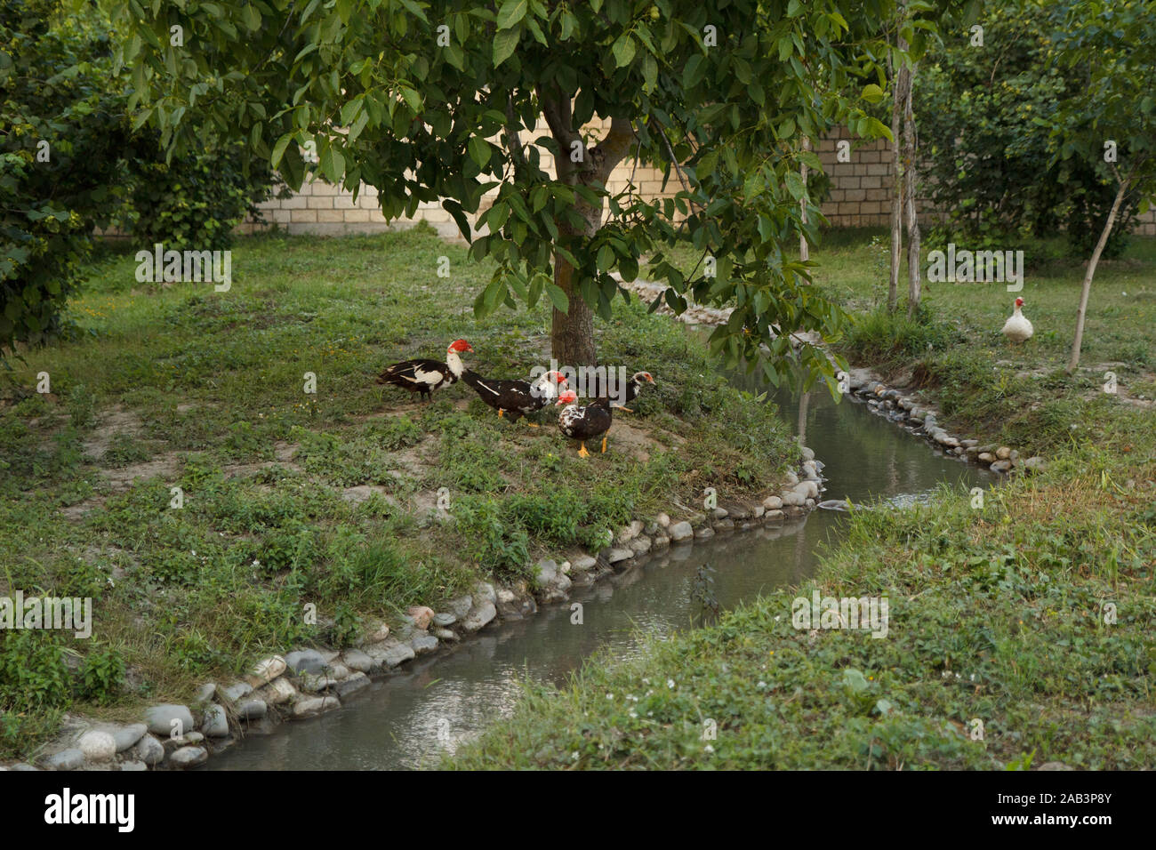 Ducks sitting under the tree near the river. Poultry farming. Rural ...