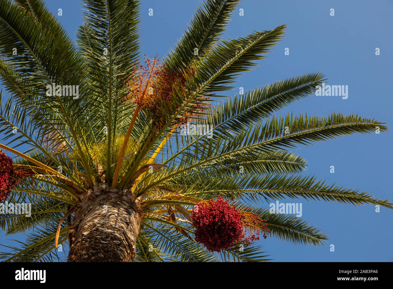 Red palm tree berries hi-res stock photography and images - Alamy