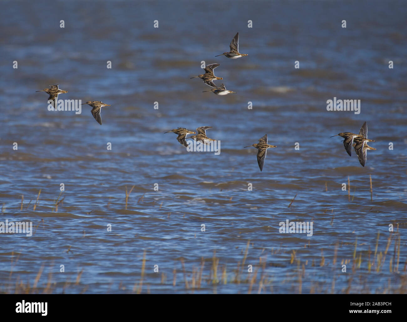 Snipe, Common Snipe, Gallinago gallinago, wisp of snipe, in flight ...