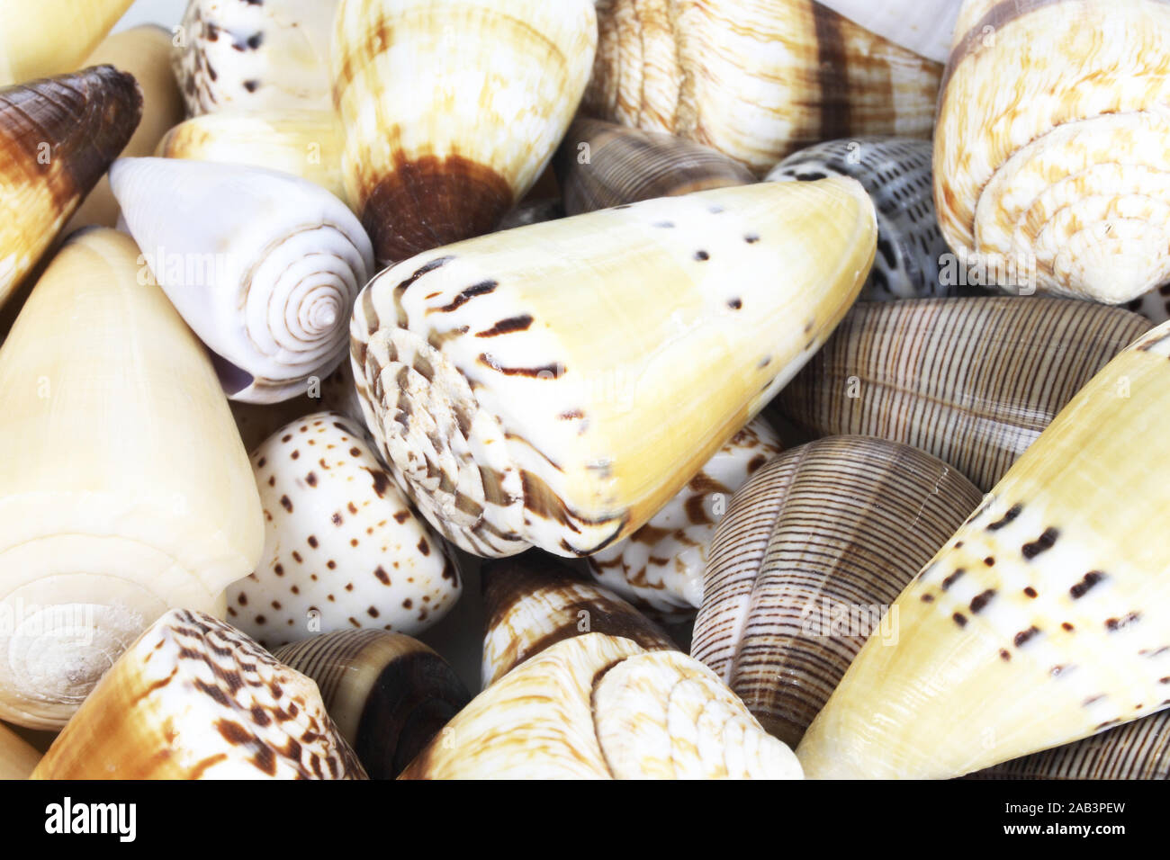 Muschel hintergrundbild hi-res stock photography and images - Alamy